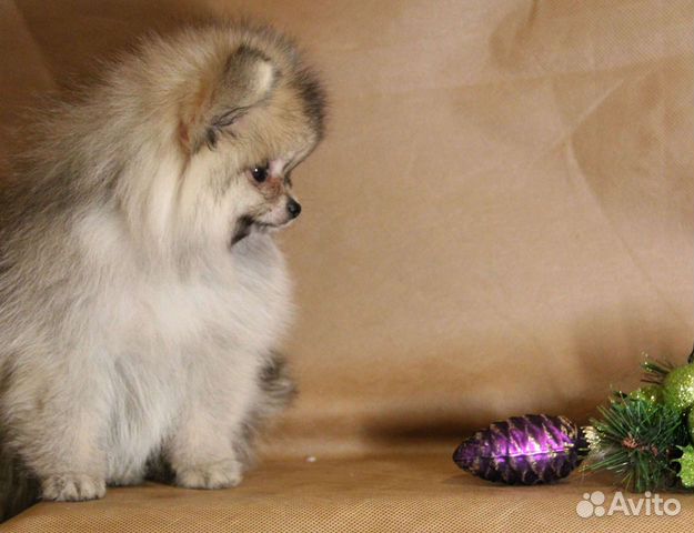 Девочка померанский шпиц mini мишка