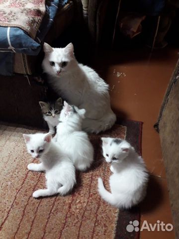 Турецкая ангора