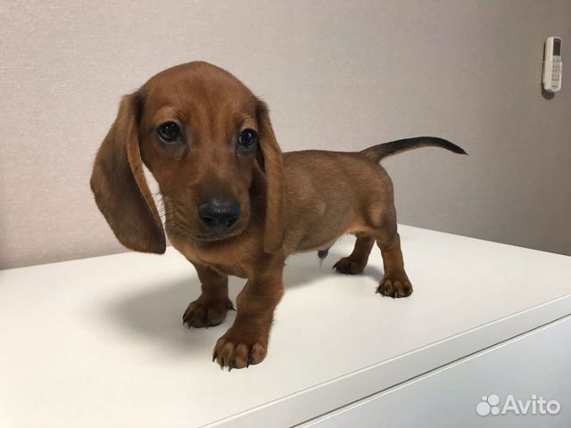 Щенок кроличьей таксы