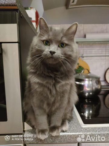 Кошка Нибелунг в добрые руки