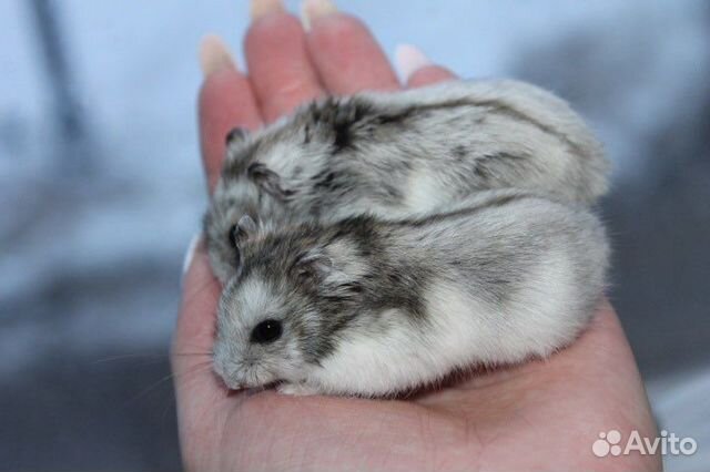 Джунгарские хомячки