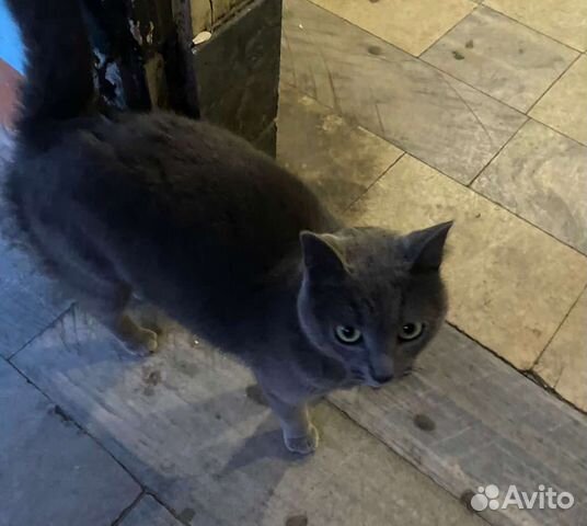 Собака и кошка в добрые руки