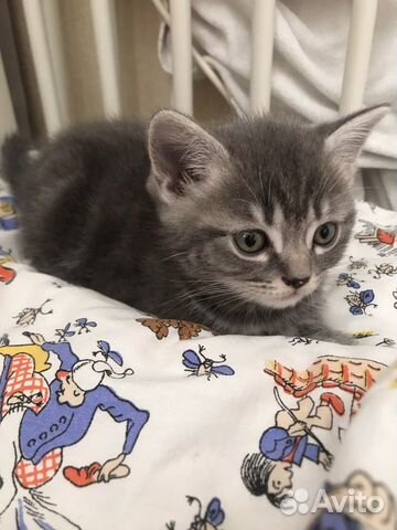 Котята