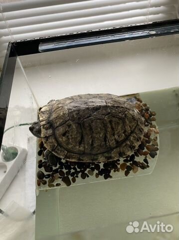 Красноухая черепаха