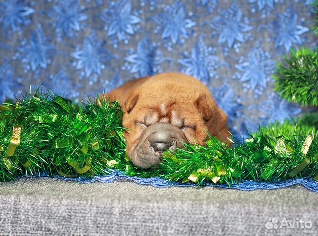 Щеночек шар-пей, лапушка