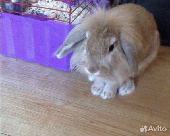 Кролик лопоухий