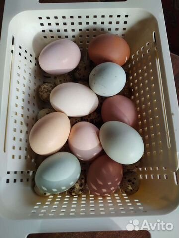 Инкубационное яйцо кур