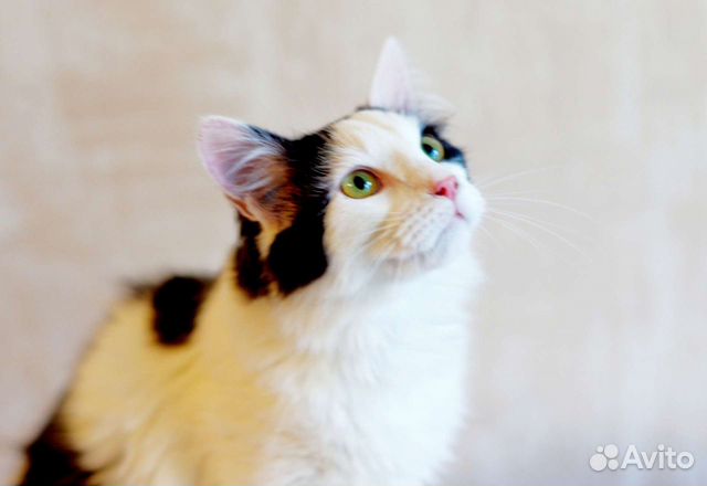 Добрый Лёва ищет семью