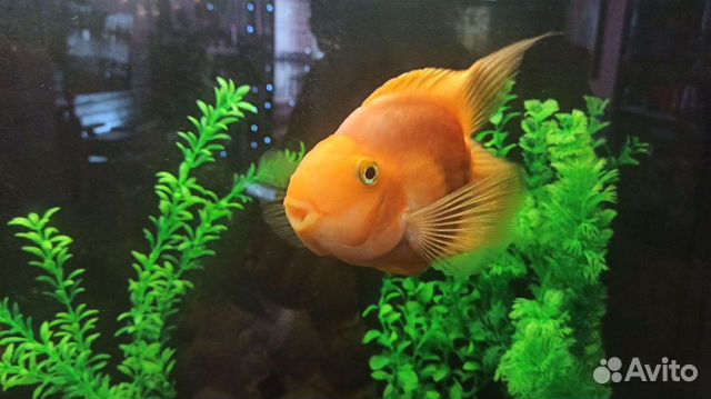 Украшение для аквариума