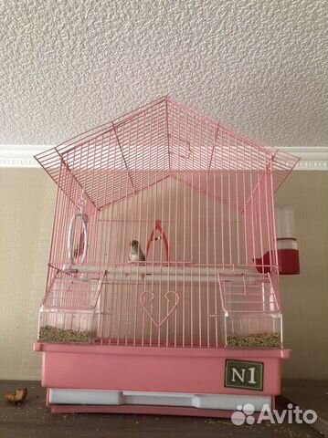 Амадина девочка в добрые руки