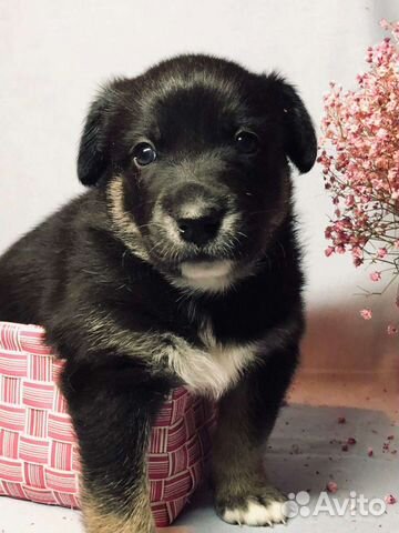 Собака в добрые руки