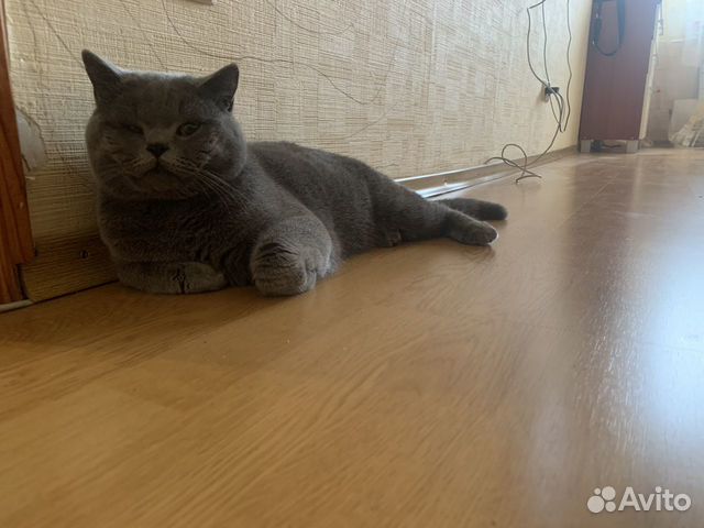 Британский кот вязка
