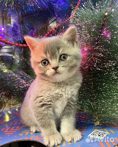 Породистый котенок / мальчик