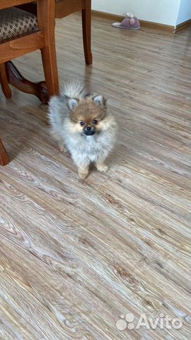 Померанский шпиц