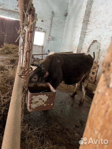 Бычки и быки