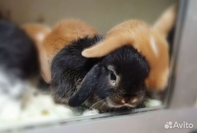 Карликовые крольчата бараны