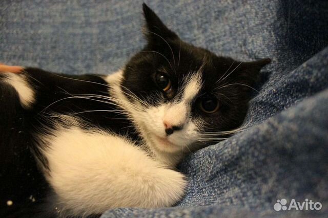 Трусливый кот