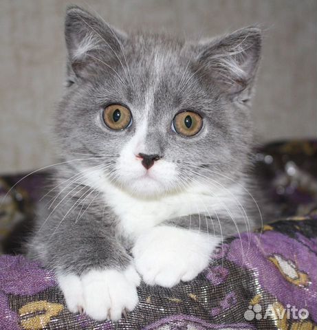 Нарядная кошечка