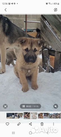 Собаки бесплатно в добрые руки щенки