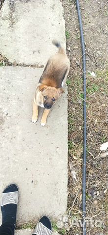 Только в самые добрые руки, хозяину с добрым сердц