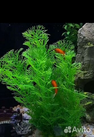 Искусственные водоросли, новые