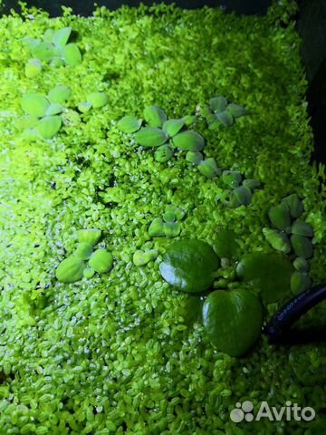 Аквариумное растение