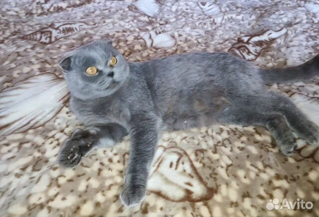 Шотландская