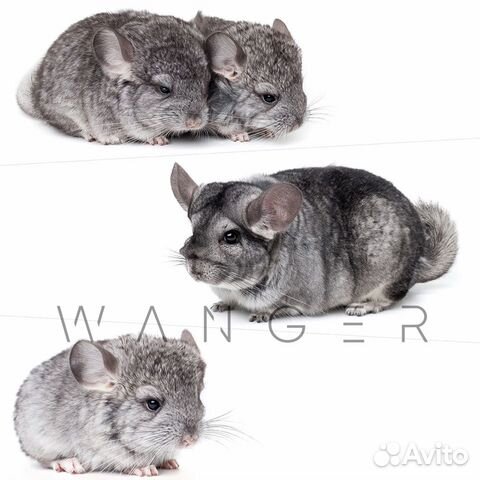 Шиншиллы окраса «Серый Стандарт»
