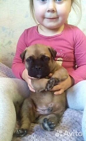 Щенок Бульмастиф Зефирчик