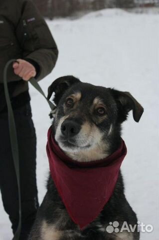 Собака из приюта нуждается в хозяине