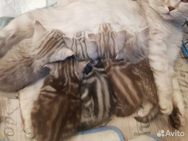 Шотландские котята