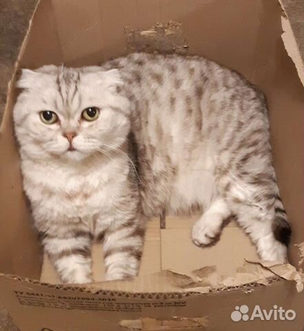 Потерялся Кот Шотландская вислоухая