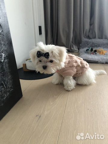 Щенок мальтезе