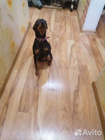 Собаки щенки