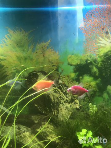 Аквариумные рыбы бесплатно