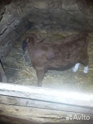 Телята 2х недельные