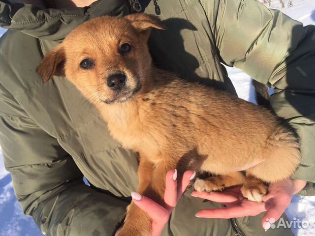 Щенок Луна малышка дворняжка