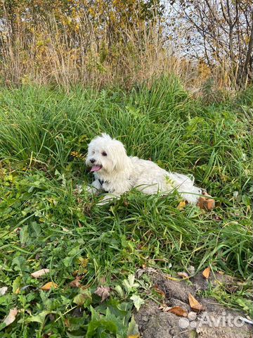 Мальчик хочет девочку