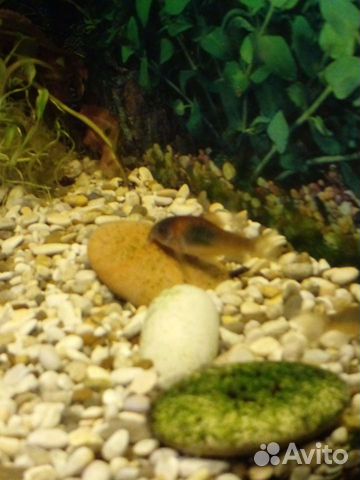 Коридорас Венесуэла Оранж