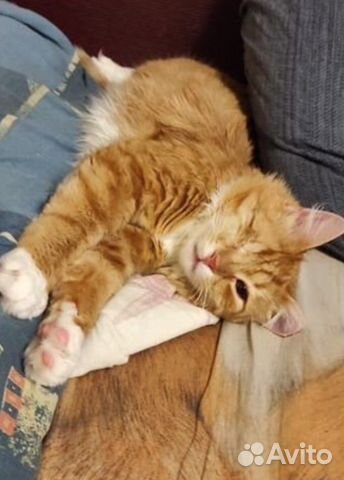 Рыжий Кутузов 1 год ищет дом