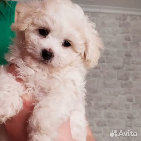 Щенки бишон фризе мальчик