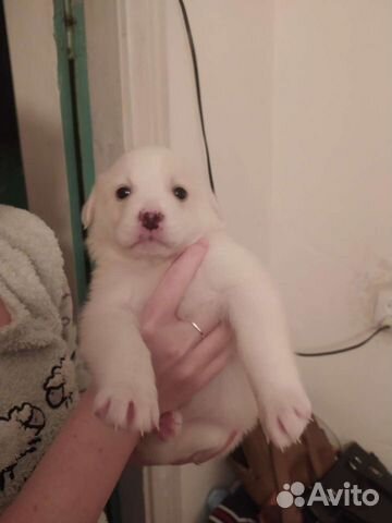 Собака в добрые руки щенок