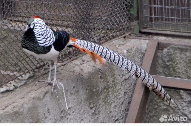 Алмазный фазан и две его жены