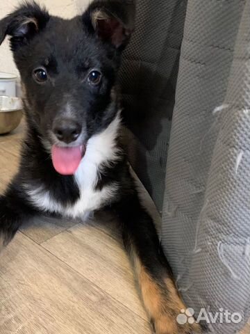 Щенок мальчик смесь алабая и овчарки