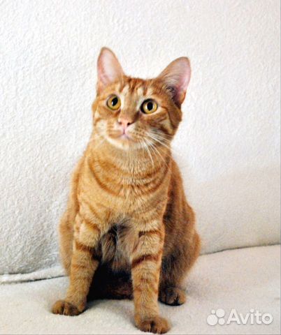 Кот бесплатно