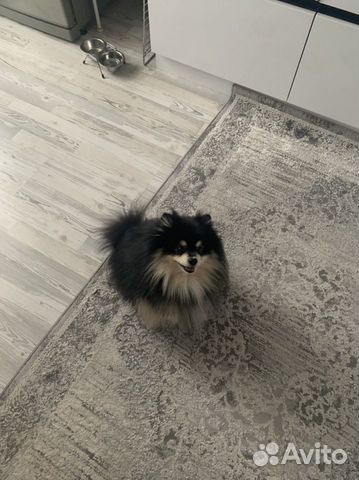 Случка Шпиц