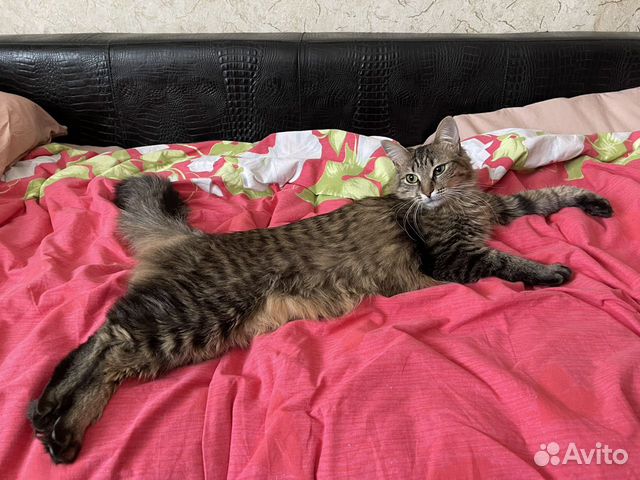 Уникальная Кошка Дейзи