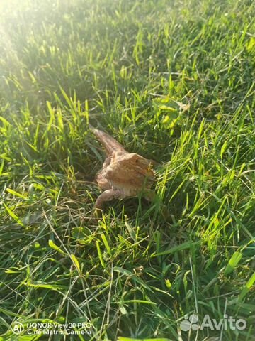 Бородатая агама