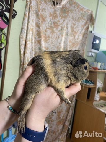 Морские свинки