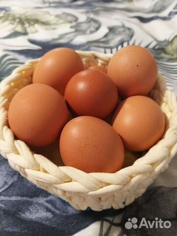 Инкубационное яйцо